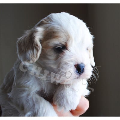 Chiot à vendre - Chiot shih tzu à vendre - Cockapoo à vendre