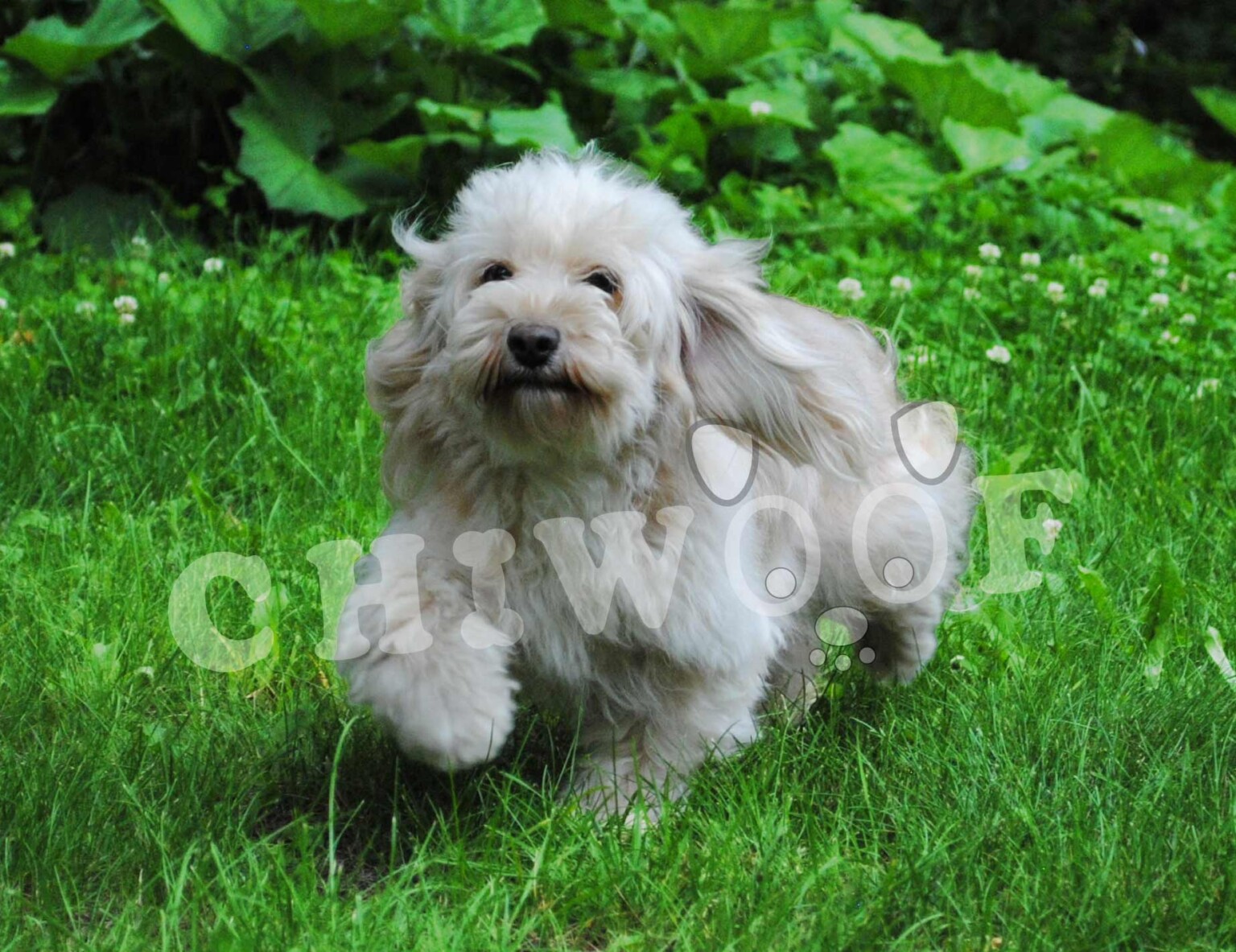 Race de chien - Cockapoo - Shih tzu - Shih poo