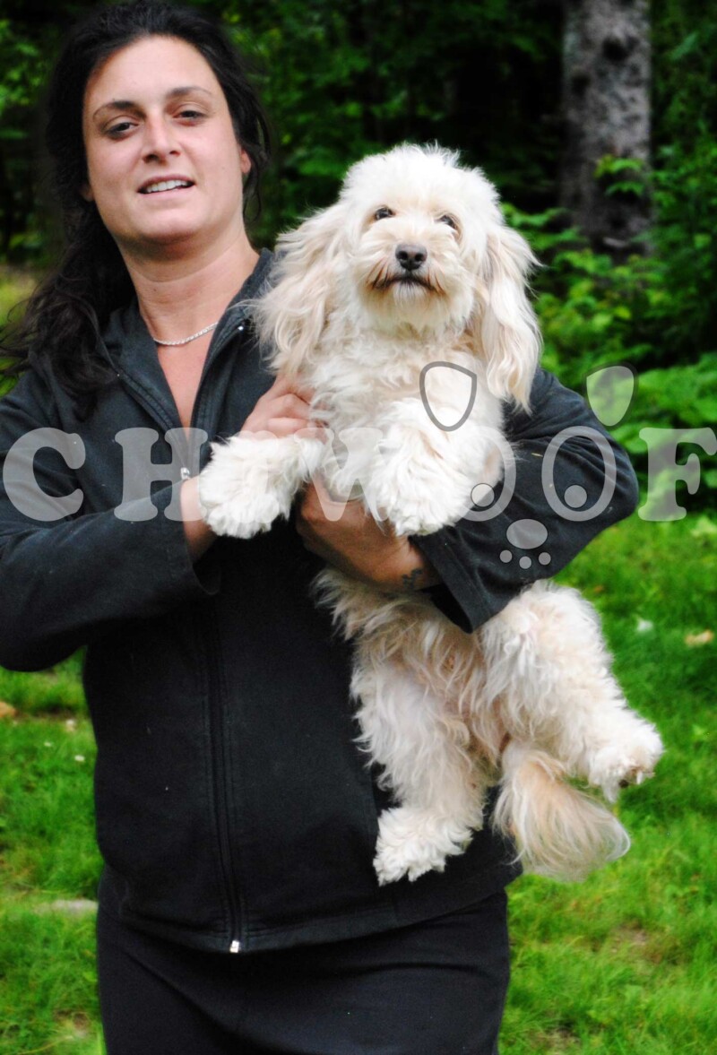 Chiot à vendre - CHIWOOF - Élevage de chien - Chiots Shih Tzu à vendre- Cockapoo à vendre!