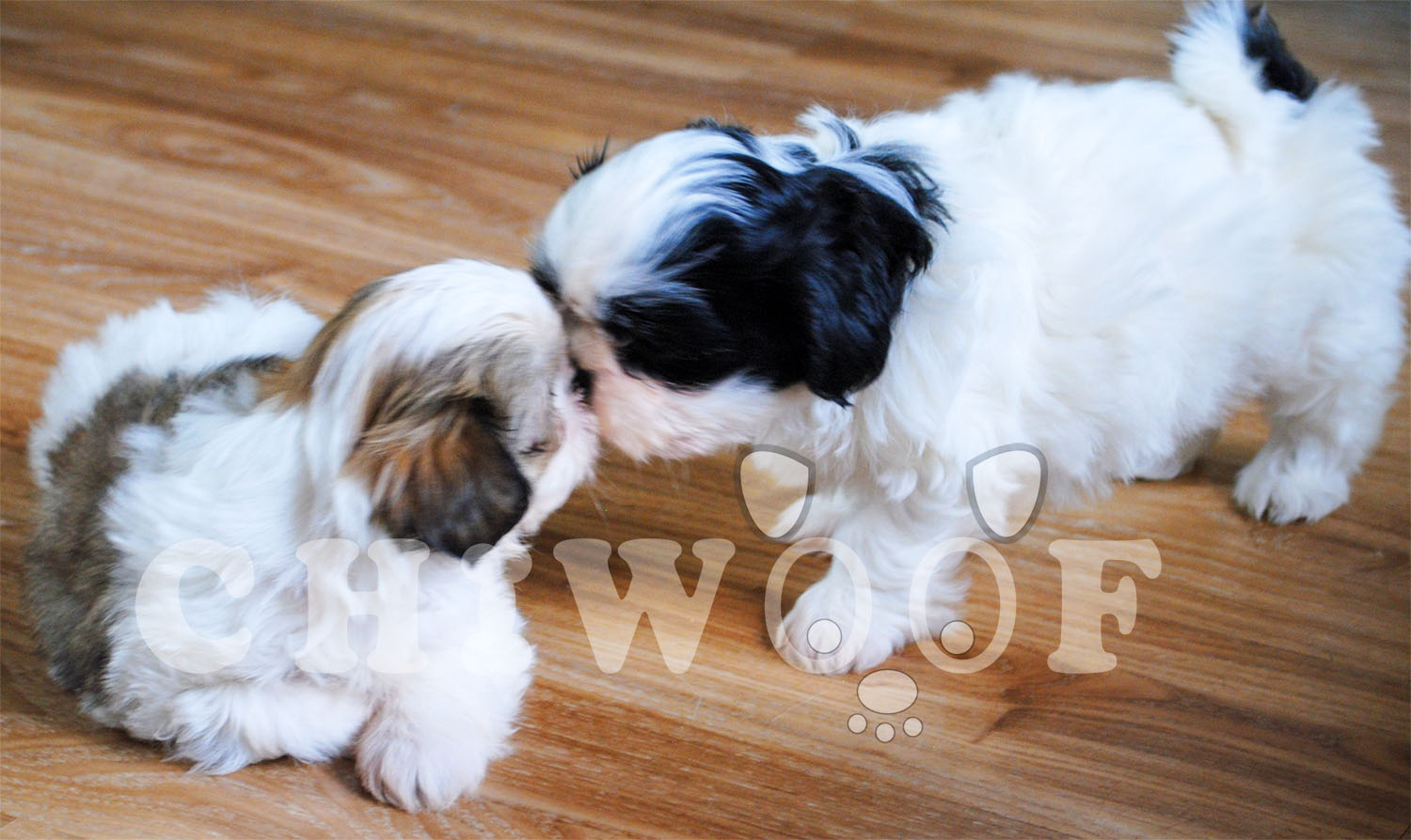 Articles cockapoo, shihtzu, shihpoo - CHIWOOF