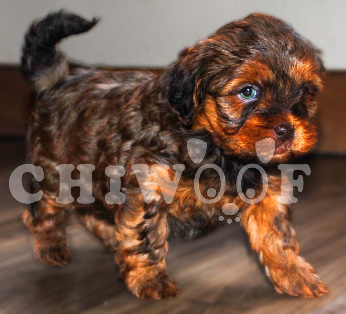 Cockapoo - CHIWOOF