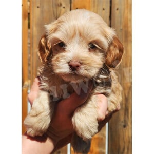 Chien disponible - CHIWOOF