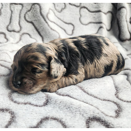 Chiot Cockapoo mâle miniature merle -VENDU- CHIWOOF