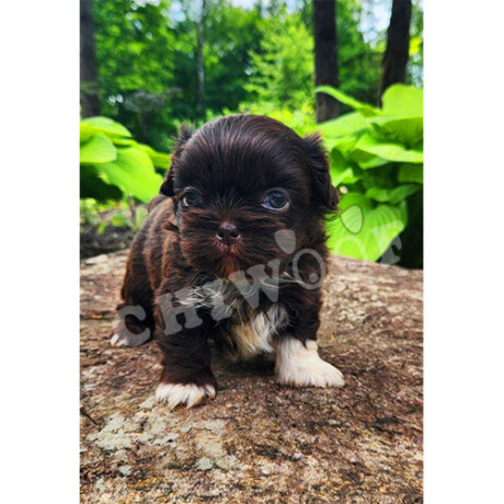 Éleveur - Cockapoo à vendre - shih poo à vendre - shih tzu à vendre