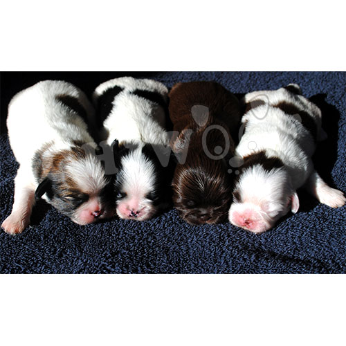 Élevage cockapoo à vendre - shih tzu à vendre - shih poo à vendre